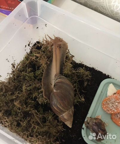 Улиточки ахатины