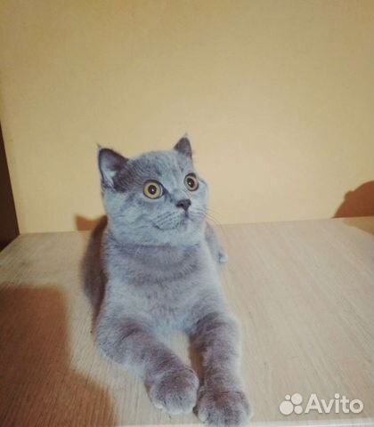 Ищем вислоухого кота для вязки