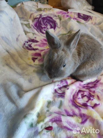 Пара кроликов львиноголовых ищет новую семью