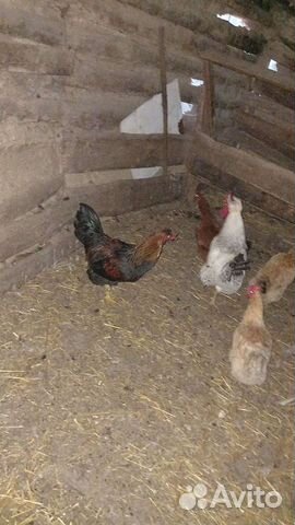 Куры петухи