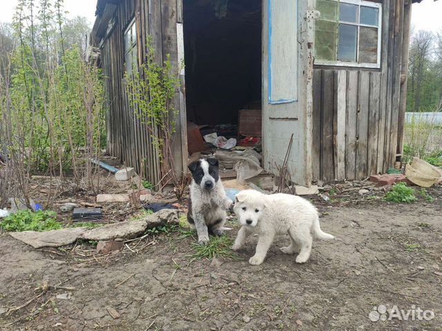 Щенки бесплатно
