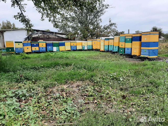 Продам пчелосемьи