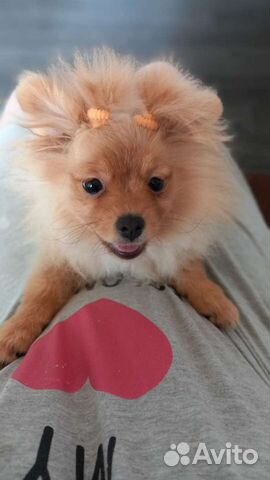 Померанский шпиц девочка