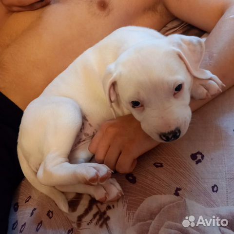 Американский стаффордширский терьер Амстафф