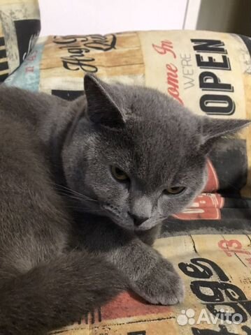 Британский кот вязка