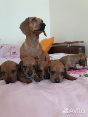 Щенки стандартной таксы