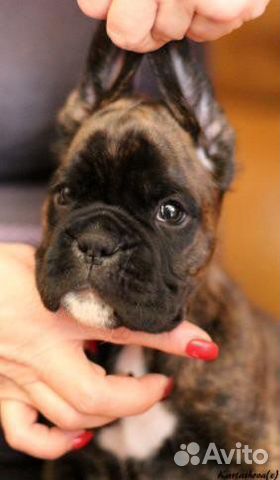 Щенки боксера