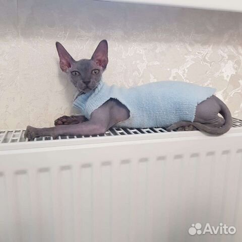 Канадский сфинкс котенок