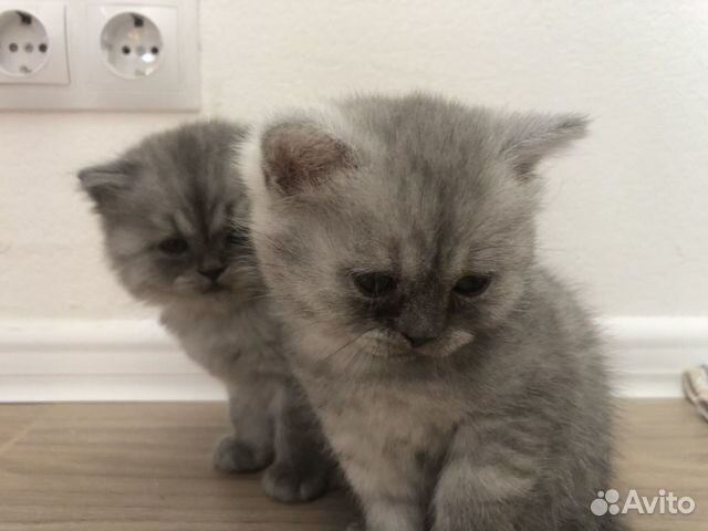 Котята британцы