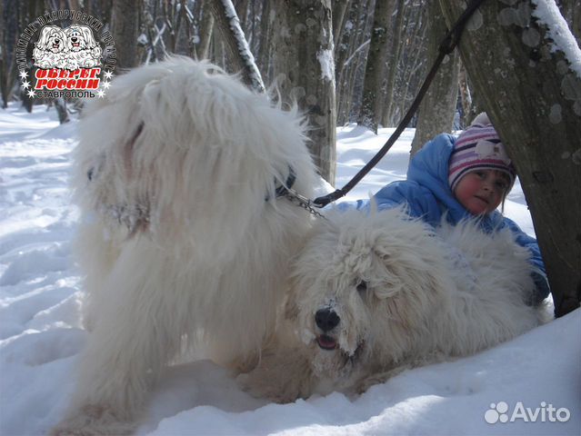 Оберег России. юро Щенки. 20.04.2022