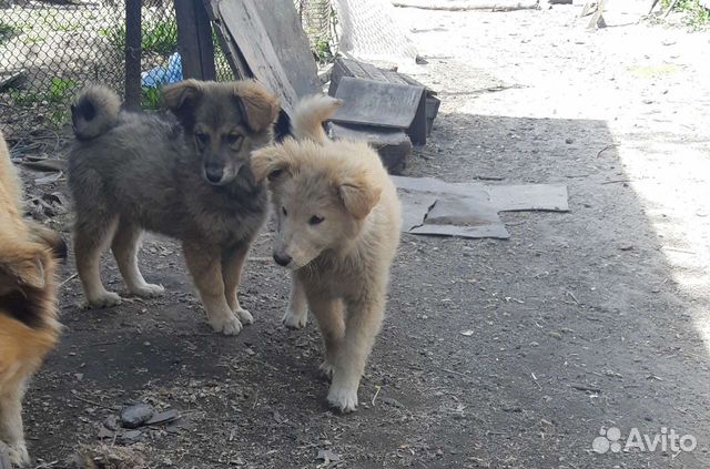 Собака в добрые руки, бесплатно, щенкам 4 мес