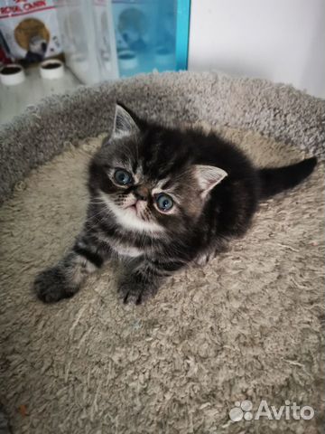 Персидские котята кошка