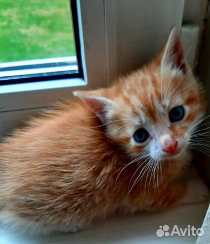 Рыжий котенок в добрые руки