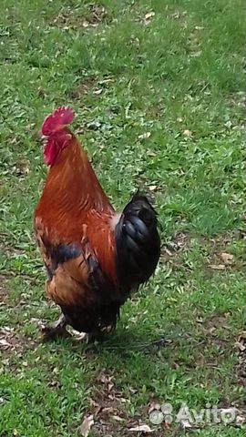 Продажа петухов