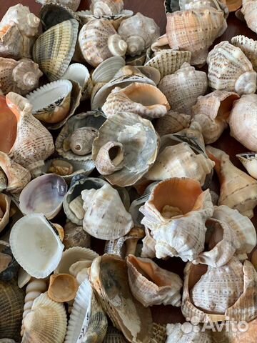 Ракушки морские