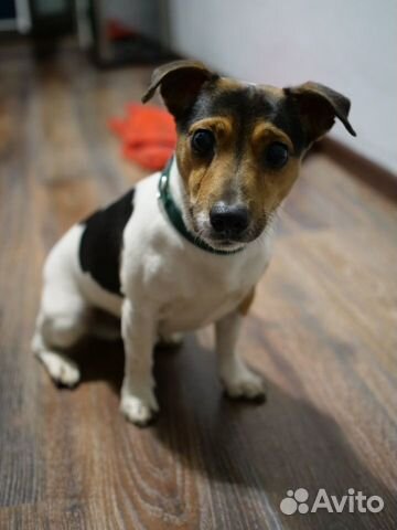 Собака в добрые руки. Джекрассел терьер