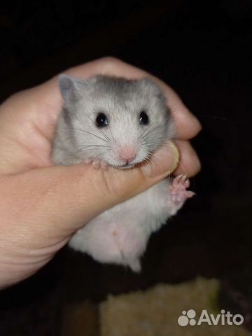 Сирийские хомячки