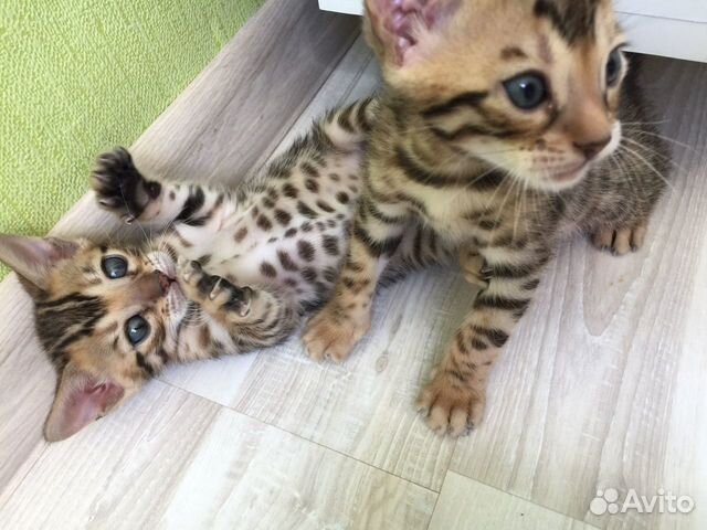 Бенгальские котята