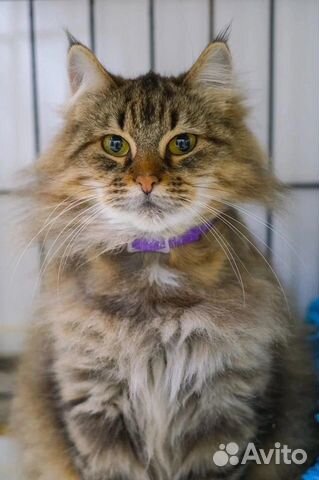Кошки бесплатно