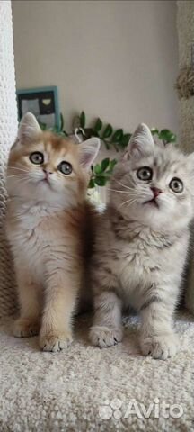 Котята скотиш килт (длиннолапые)