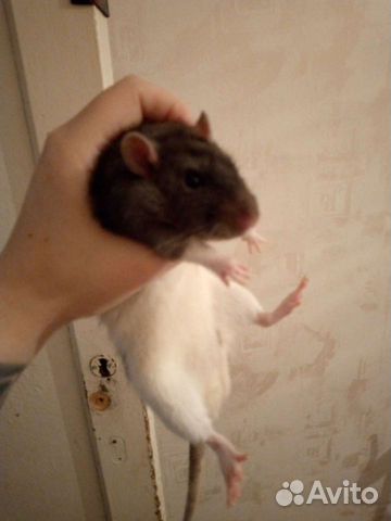 Крыса с клеткой