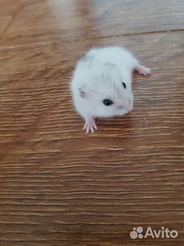 Хомяк роборовского