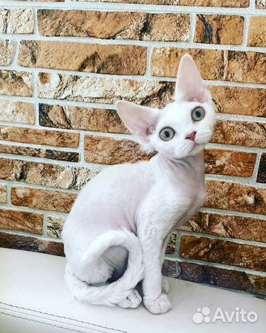 Котята девон-рекс