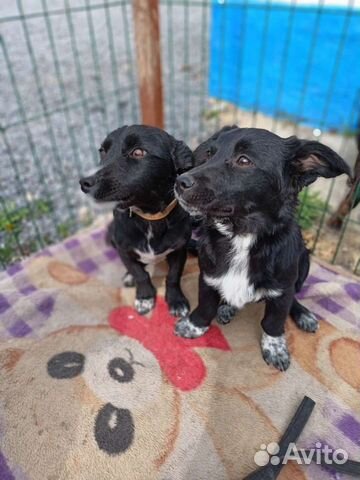 Маленькая собака в добрые руки