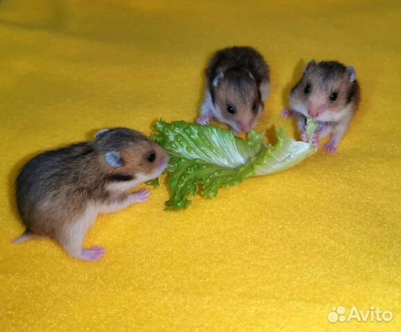 Хомячки