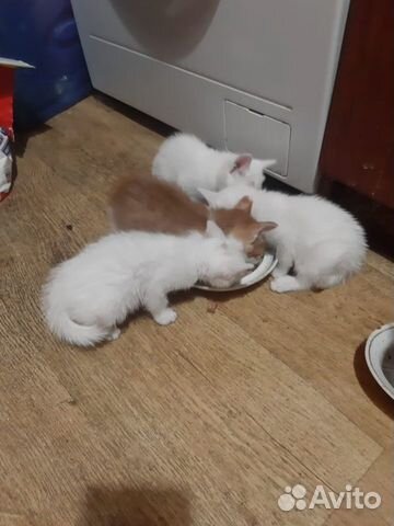 Котятки