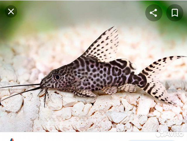 Взрослый синодонтис ищет дом Срочно