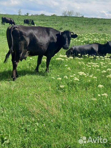 Корова на мясо