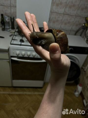 Улитка с аквариумом