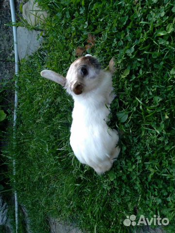 Декоративный кролик (самец)