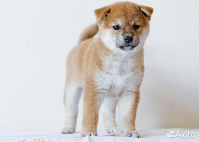 Продаю щенка Сиба Ину