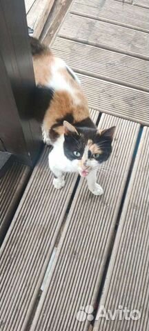 Кошка - Удача в добрые руки