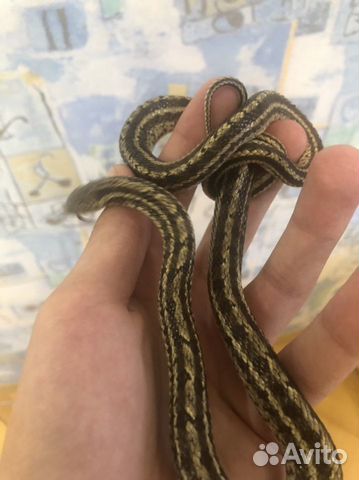 Узорчатый полоз