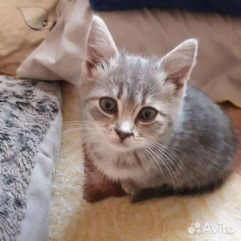 Кошечки метиски