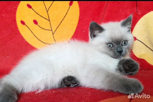 Котёнок британец окраса блю-пойнт