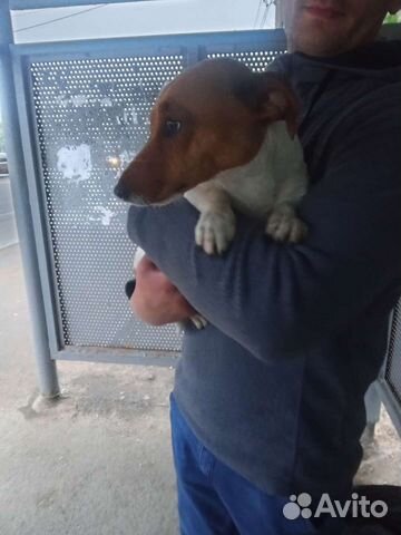 Найден Джек Рассел терьер