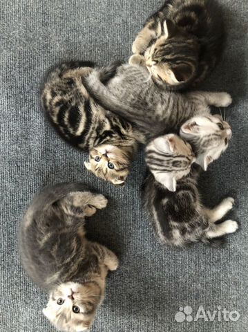 Котята Шотландцы Британцы