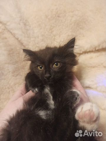 Котенок черно-каштановый