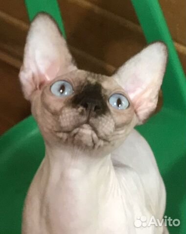 Племенная кошка
