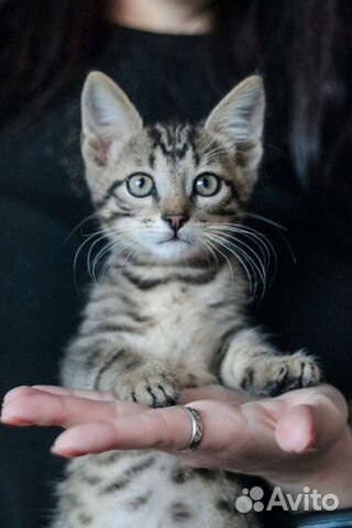 Котенок в добрые руки