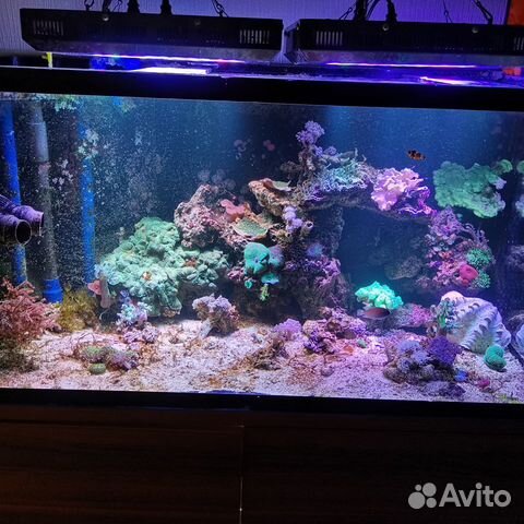 Морской аквариум