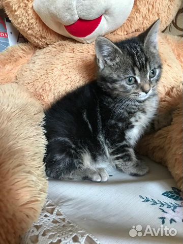 Котомальчик в самые надежные ручки