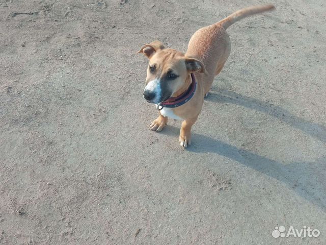 Амстафф щенки