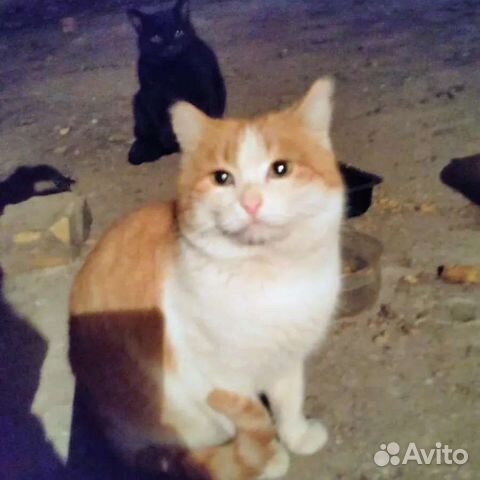 Кошки в добрые руки бесплатно