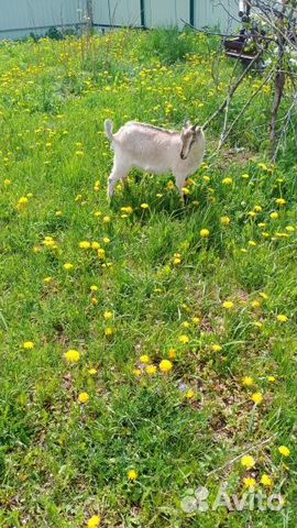 Козлики на мясо