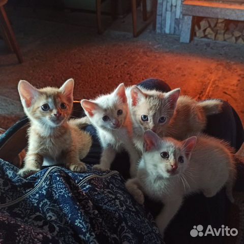 Малыши котята ищут дом и любящих хозяев